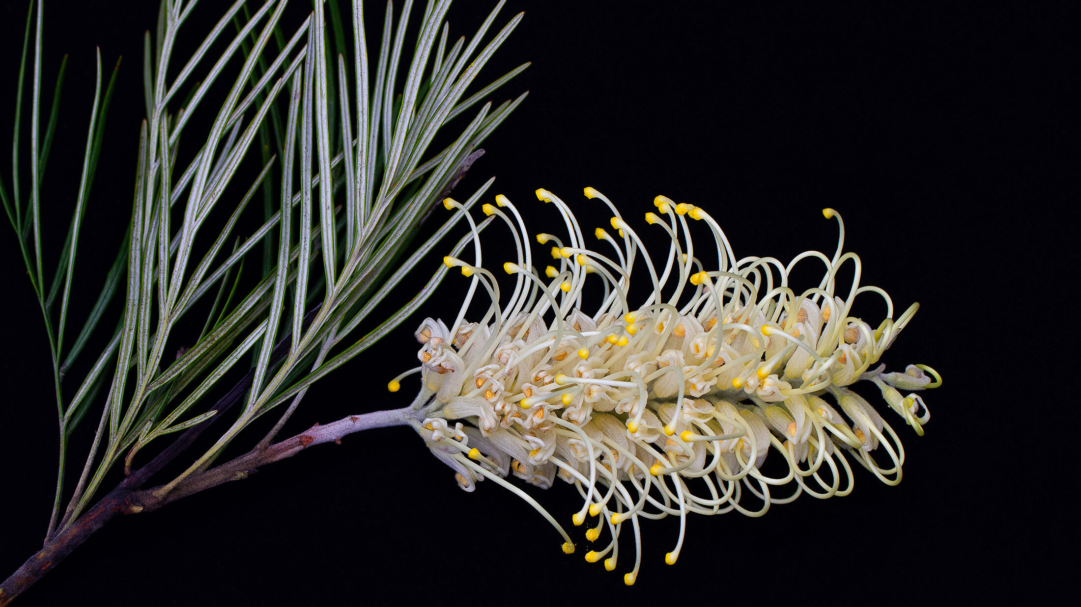 Yuin Country - Genevieve Lacey